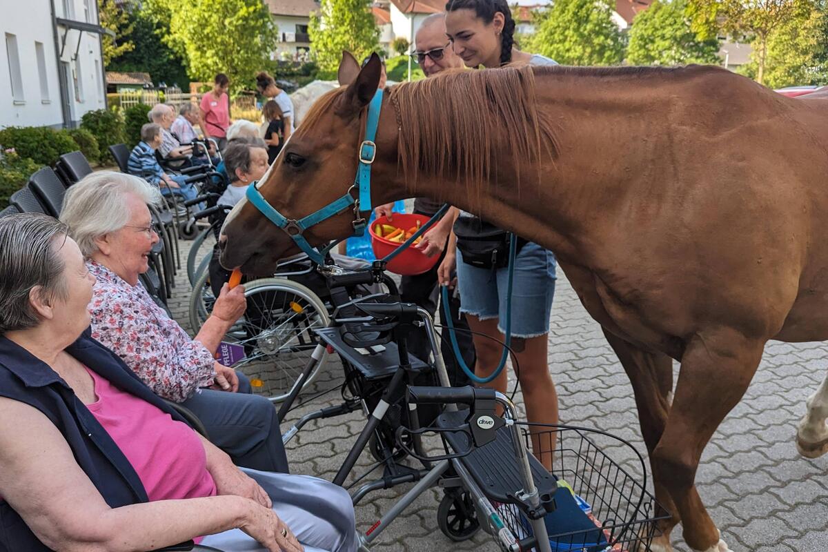 Das steht ein Pferd auf dem Hof!